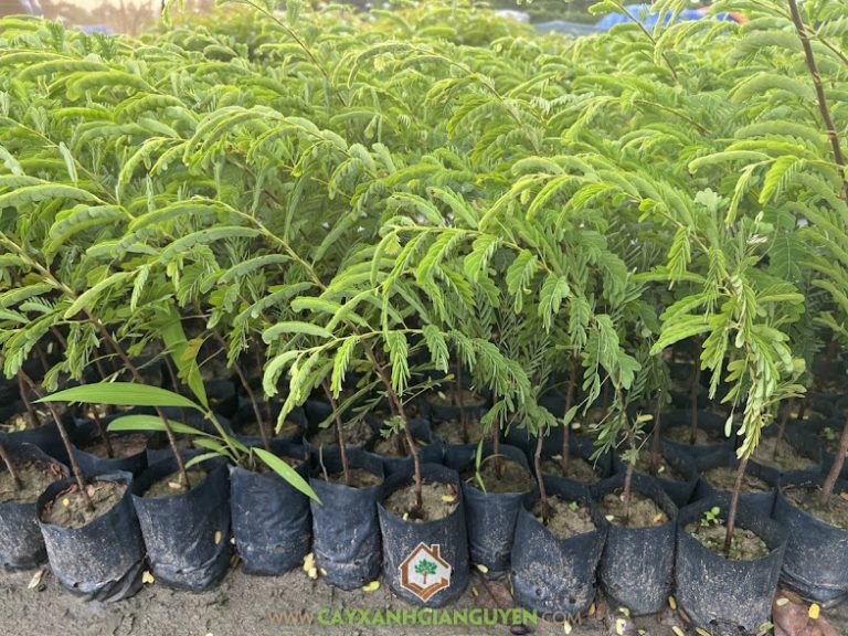 Yếu tố phong thủy của cây me chua cảnh | CÂY CÔNG TRÌNH
